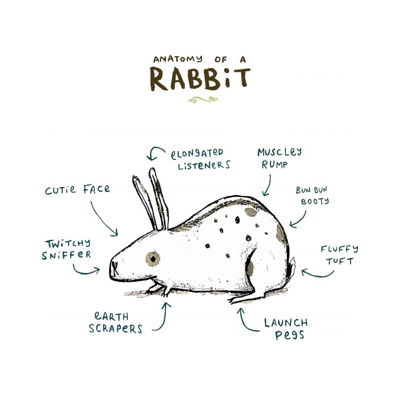 Anatomy of a rabbit Póló - Rabbit